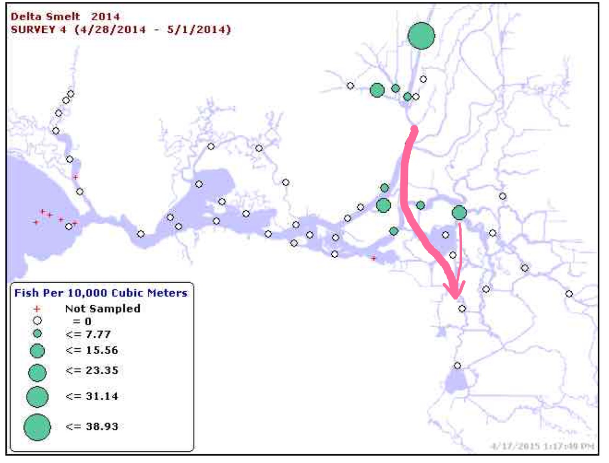 Spring Actions to Save Delta Smelt | California Fisheries Blog
