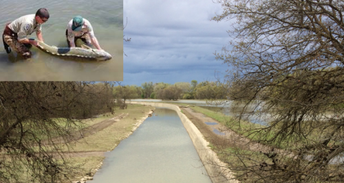 Fremont Weir Overflows Again – Prepare for Salmon and Sturgeon Rescues ...