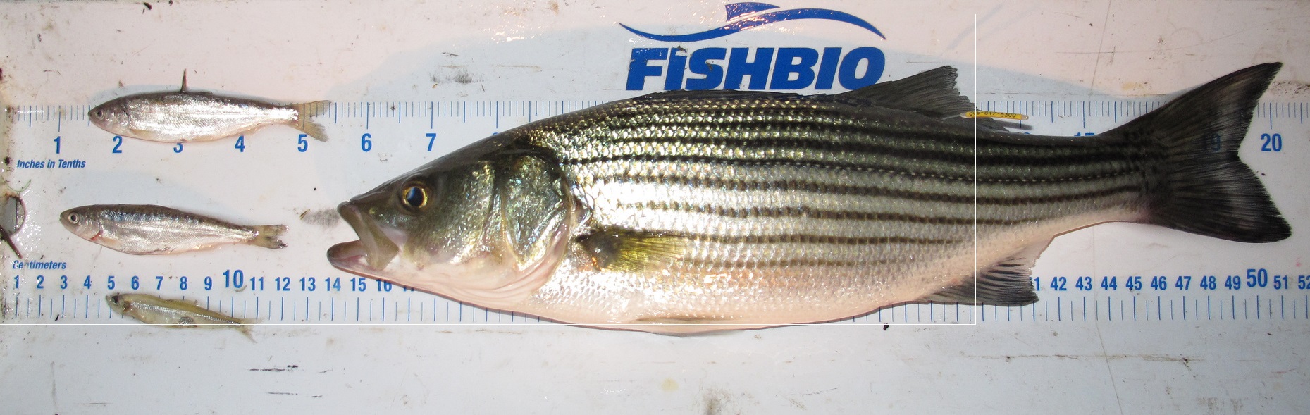 FISHBIO Strikes Again – Predation Is the Problem, Not Water Diversions ...