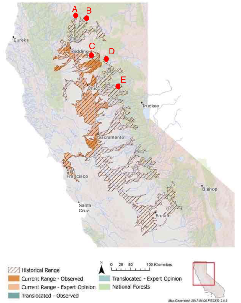 Sustaining wild Salmon and Steelhead above Central Valley dams ...
