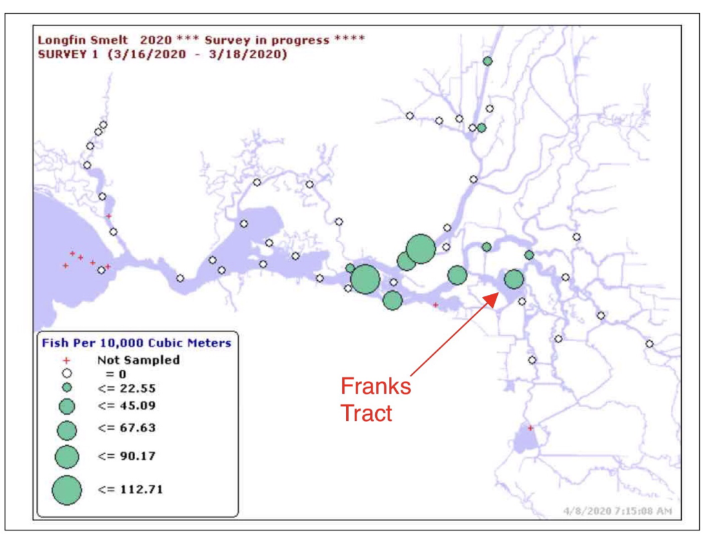 Franks Tract – Smelt Trap | California Fisheries Blog