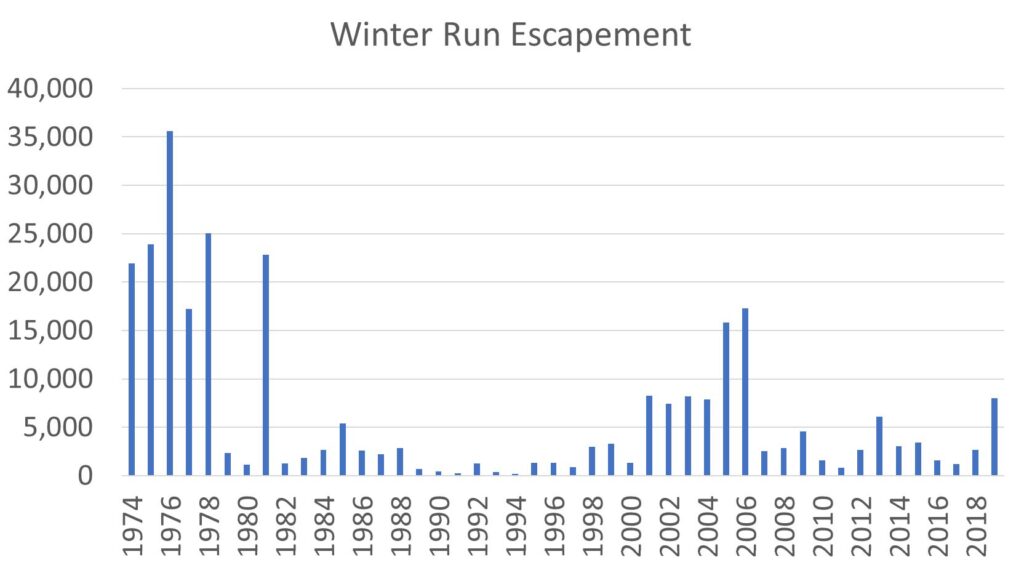 Winter-Run Salmon Update – August 2020 | California Fisheries Blog