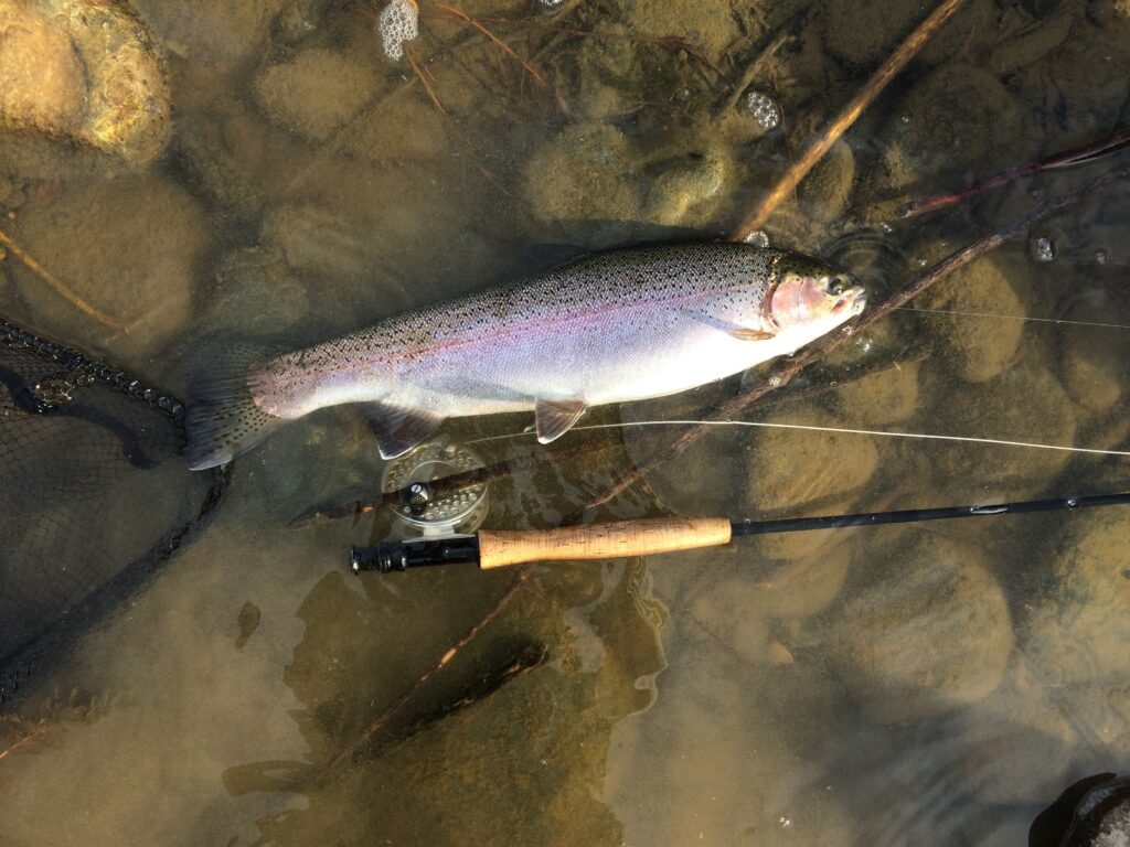 Central Valley Steelhead 2021 | California Fisheries Blog