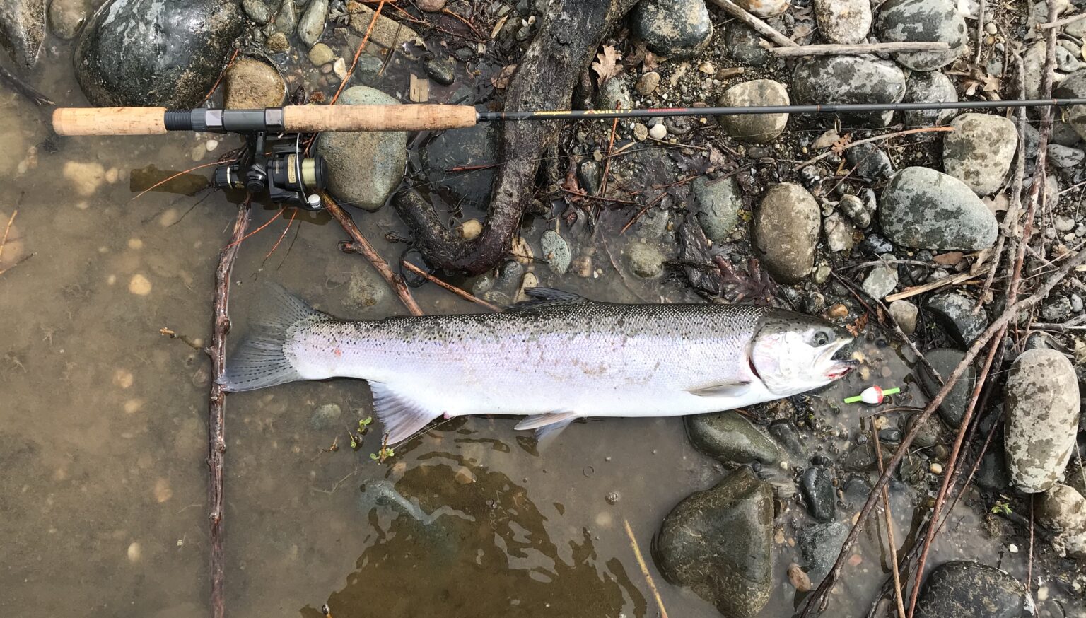 Central Valley Steelhead 2021 | California Fisheries Blog
