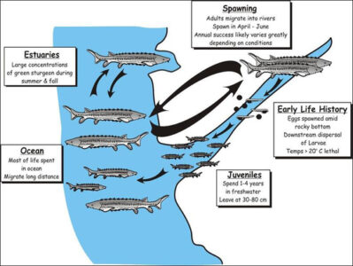 The Forgotten Green Sturgeon | California Fisheries Blog