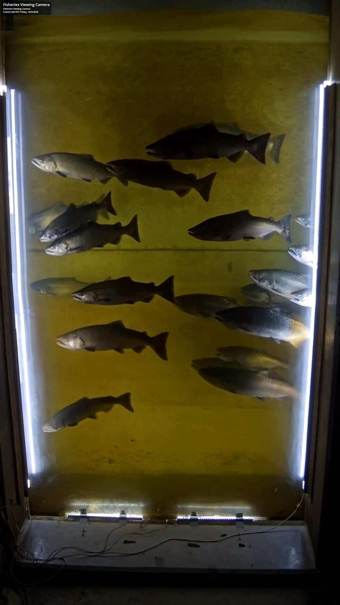 Strong 2025 Run of Fall-run Chinook Salmon in the Russian River ...