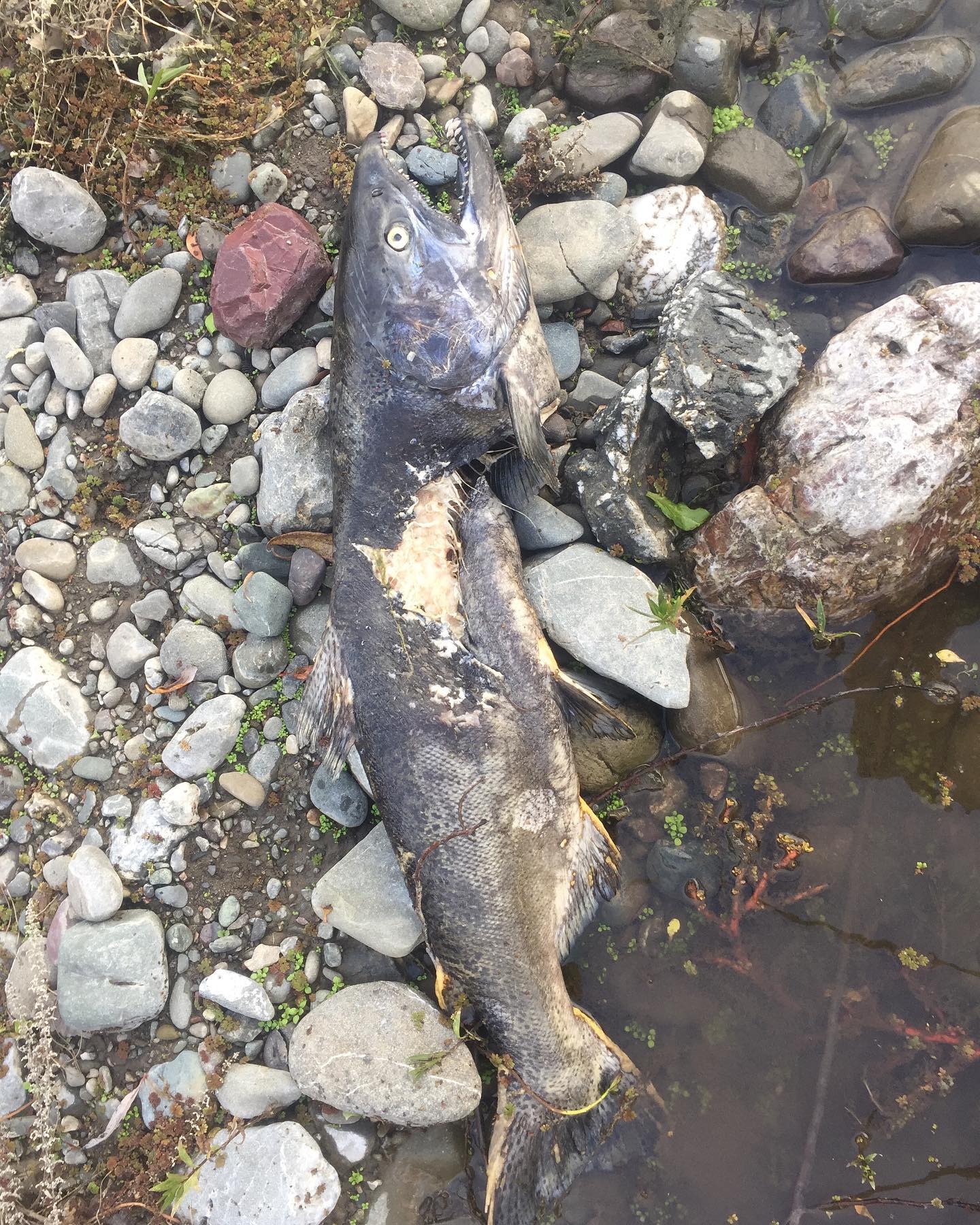 Strong 2025 Run of Fall-run Chinook Salmon in the Russian River ...