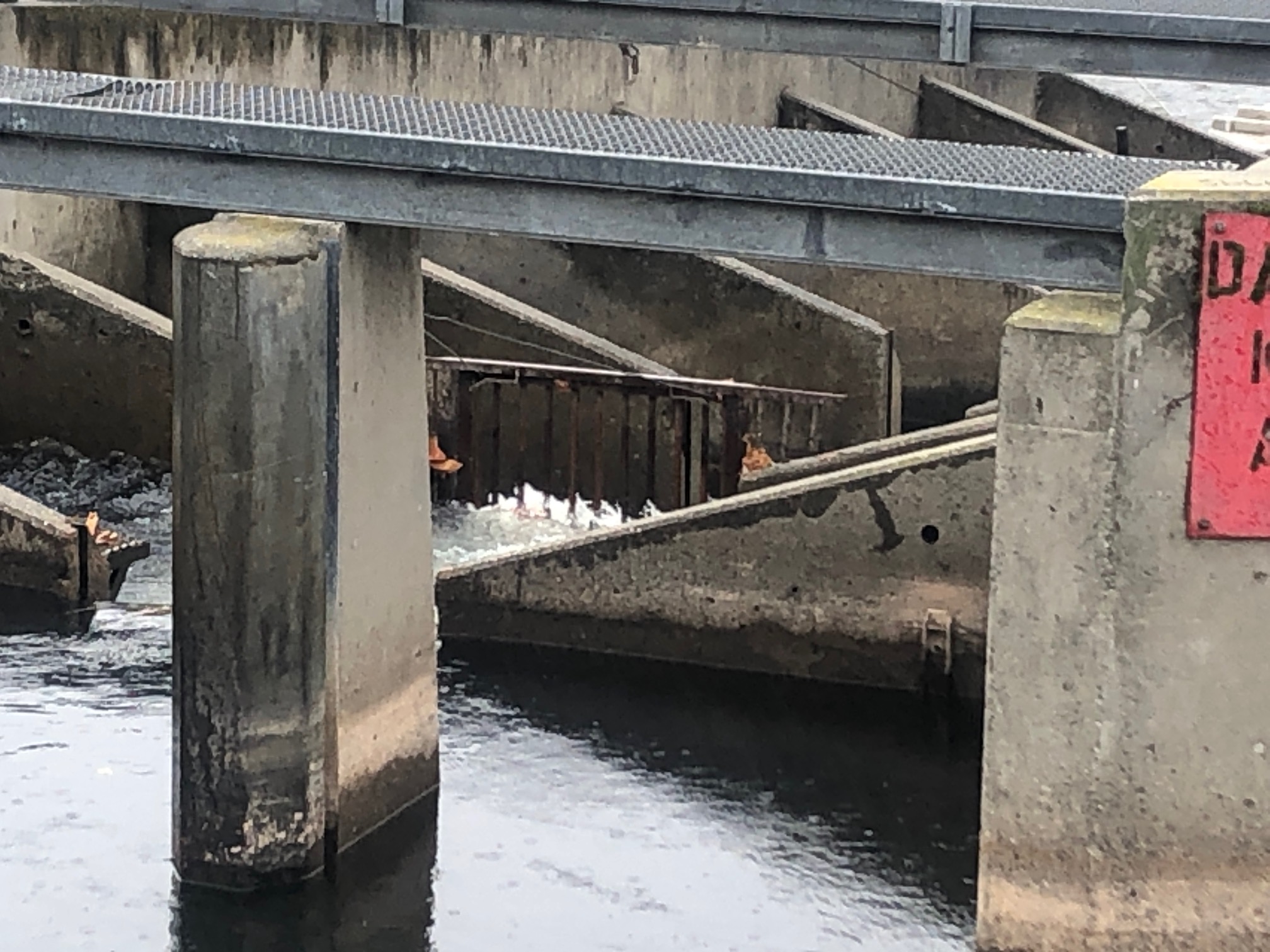 How fish ladders work – and why some do not – California Sportfishing ...