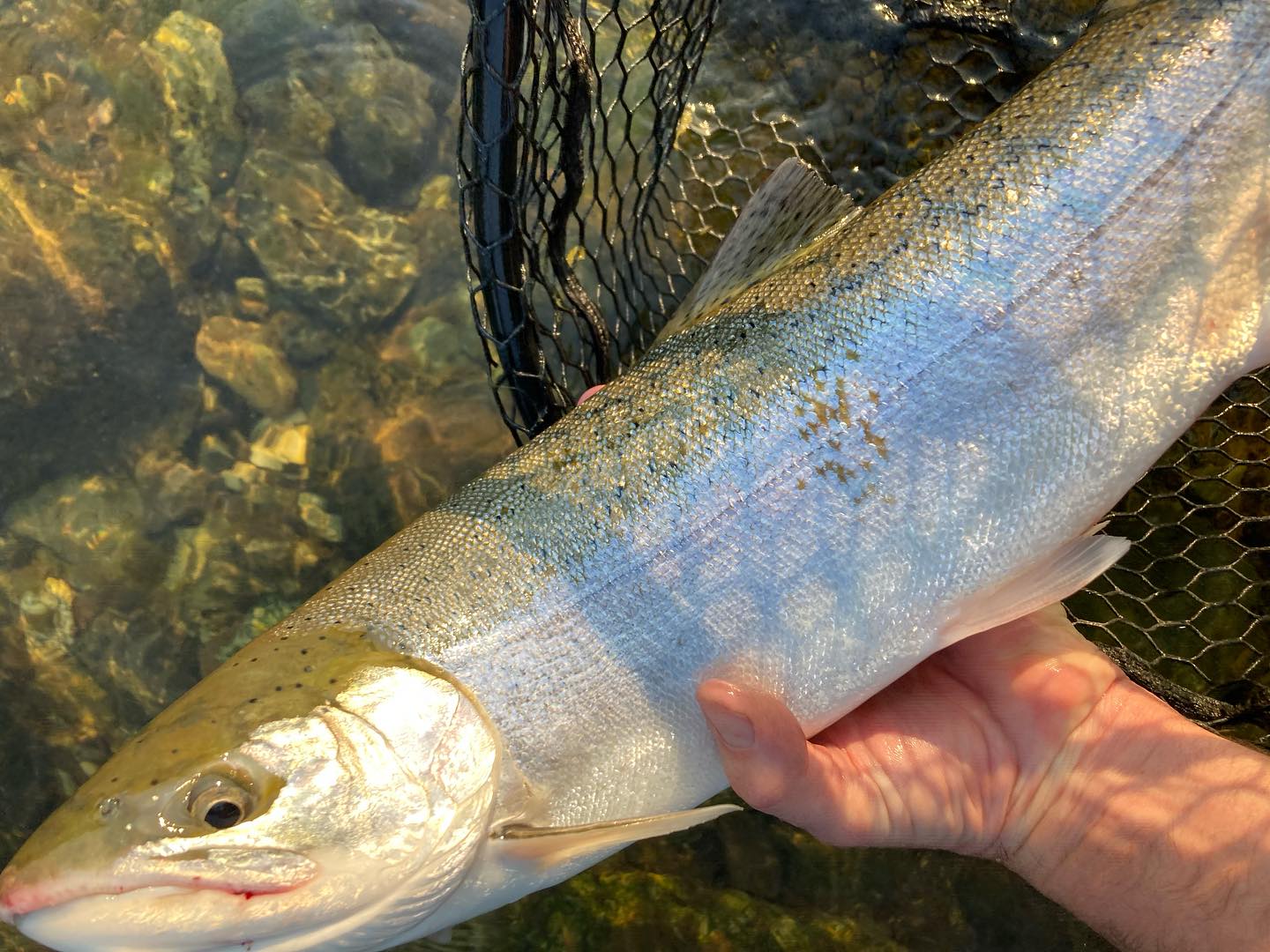 Winter Steelhead on the Brain – California Sportfishing Protection Alliance